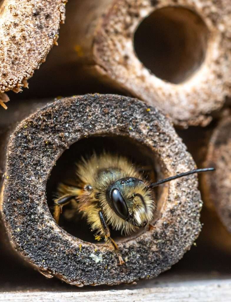 Tinker Thinkers: Insect Bungalow – STEM holiday programs for kids in ...